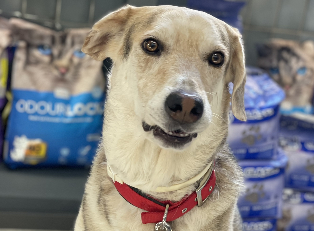 Αλλάζουν όλα με το pet.gov.gr και το... Mypet–pass: Τι είναι και τι θα ...